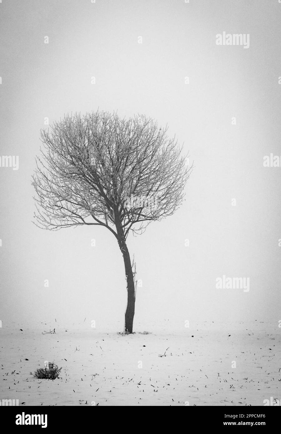 An isolated black and white tree stands alone in the snow-covered ...