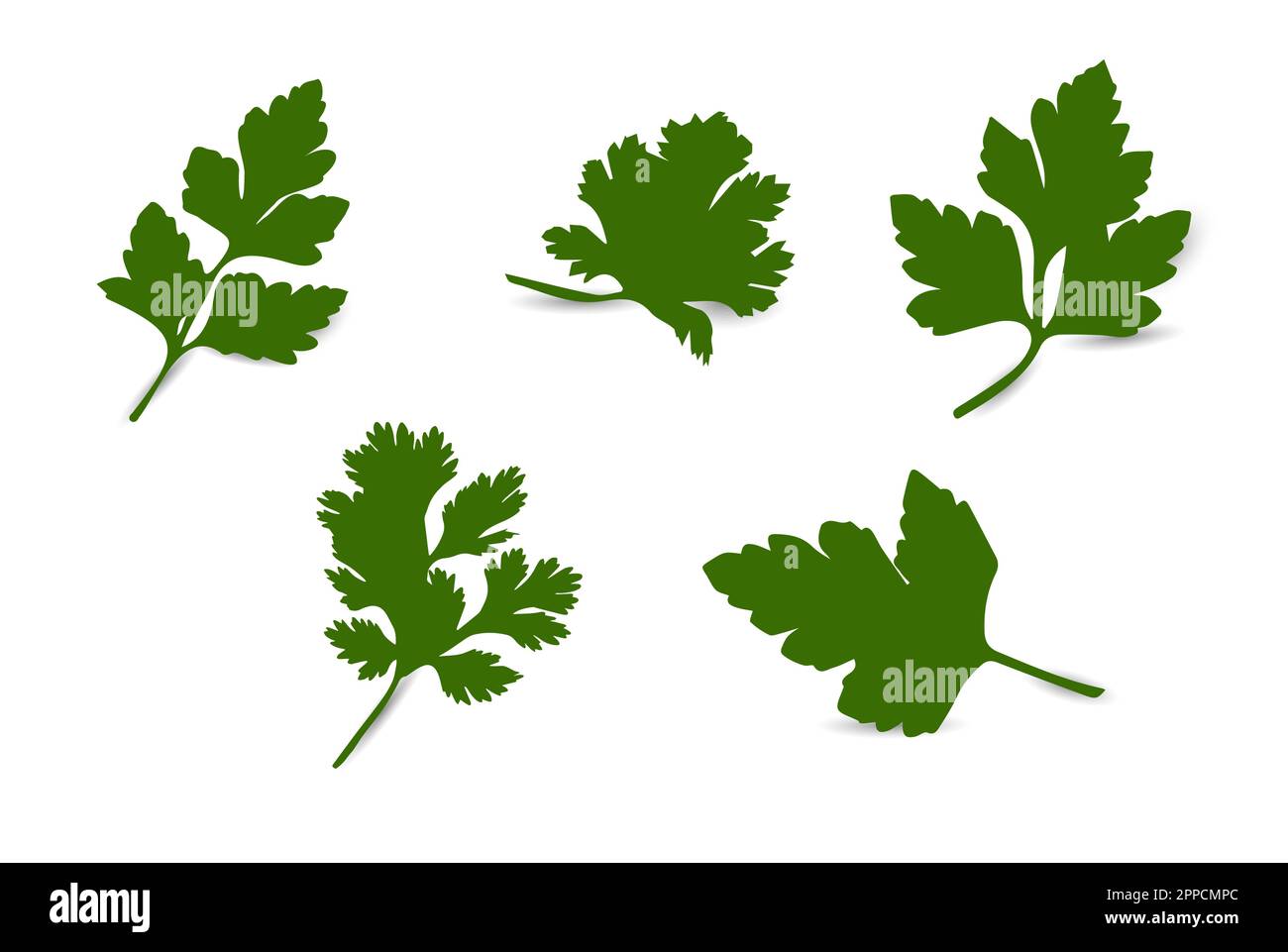 vector parsley of different shapes, realism with shade, greenery Stock ...