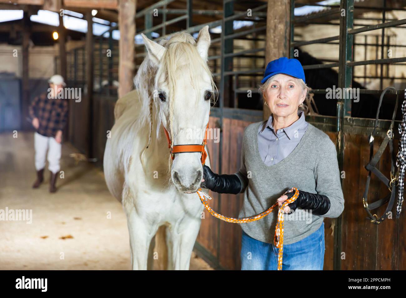 Senior woman horse breeder leading white horse through horse barn Stock ...