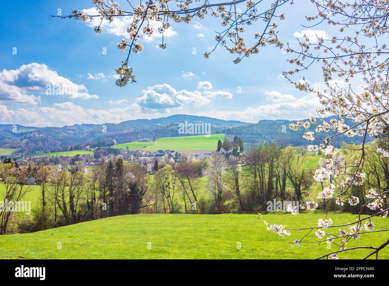 Krumbach: flowering cherry trees, church Erasmuskirche, area Bucklige ...
