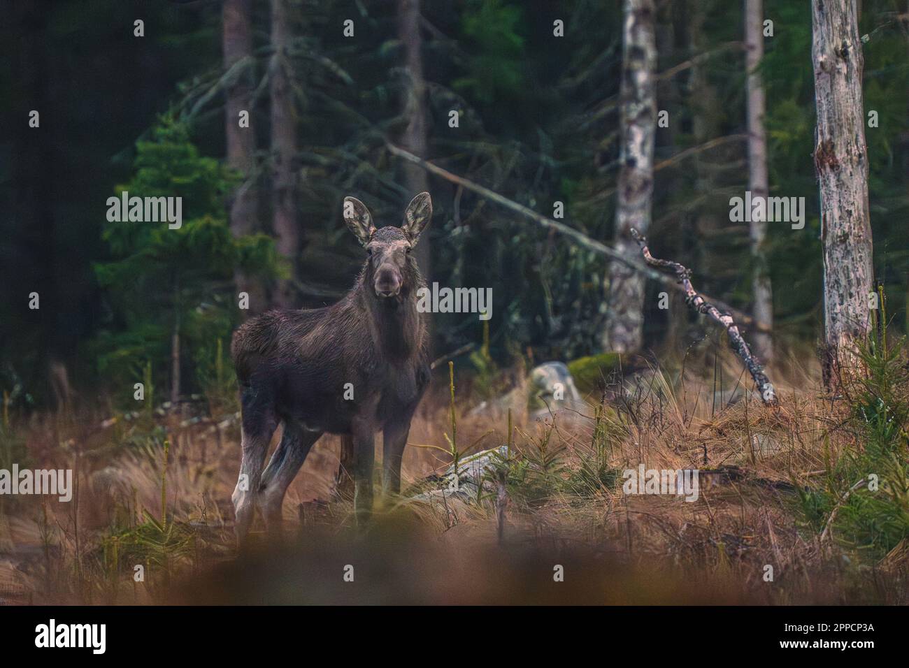 Osby, Sweden, 23 April, 2023 Single moose at dawn Credit: Peo Mšller ...