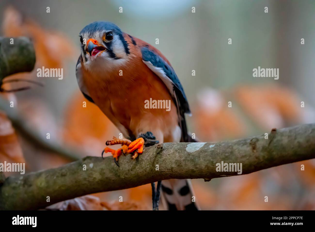 The smallest and most common falcon in north america hi-res stock ...