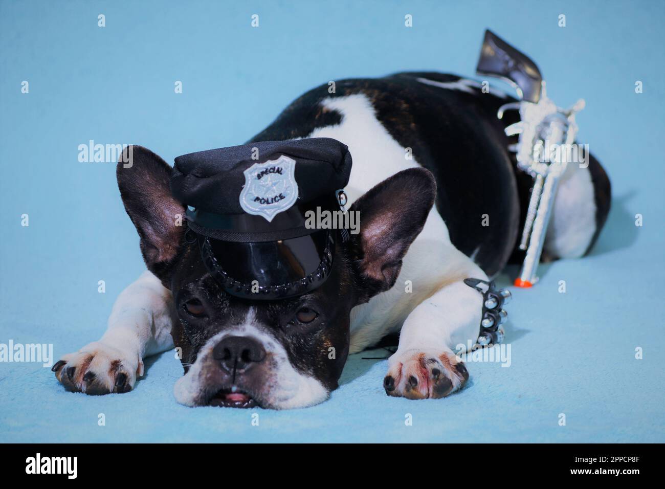 black and white french bulldog with police hat and gun on blue ...