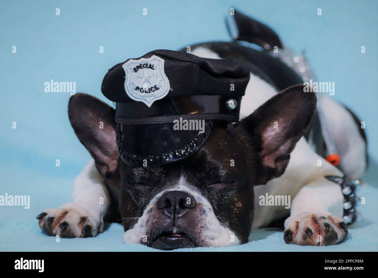 French bulldog dressed as a police officer sleeping on a blue ...