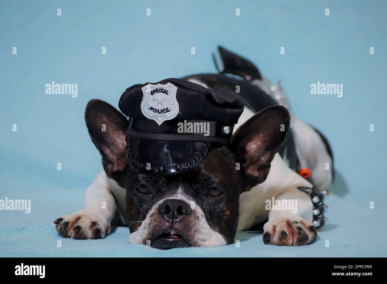 French bulldog wearing a police hat and a police officer's cap Stock ...