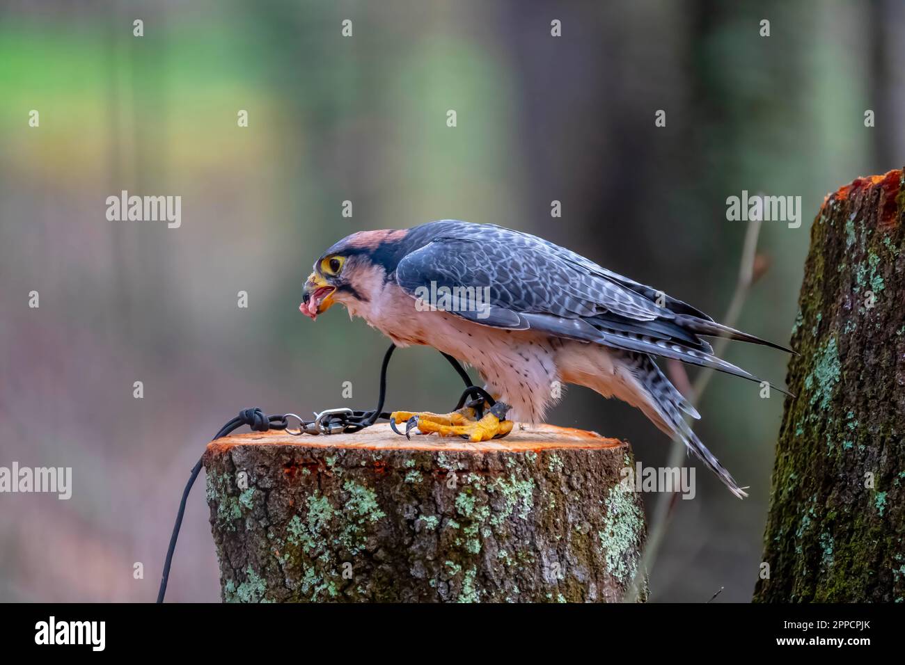 Huntersville, NC, USA. 18th Mar, 2023. The lanner falcon (Falco ...