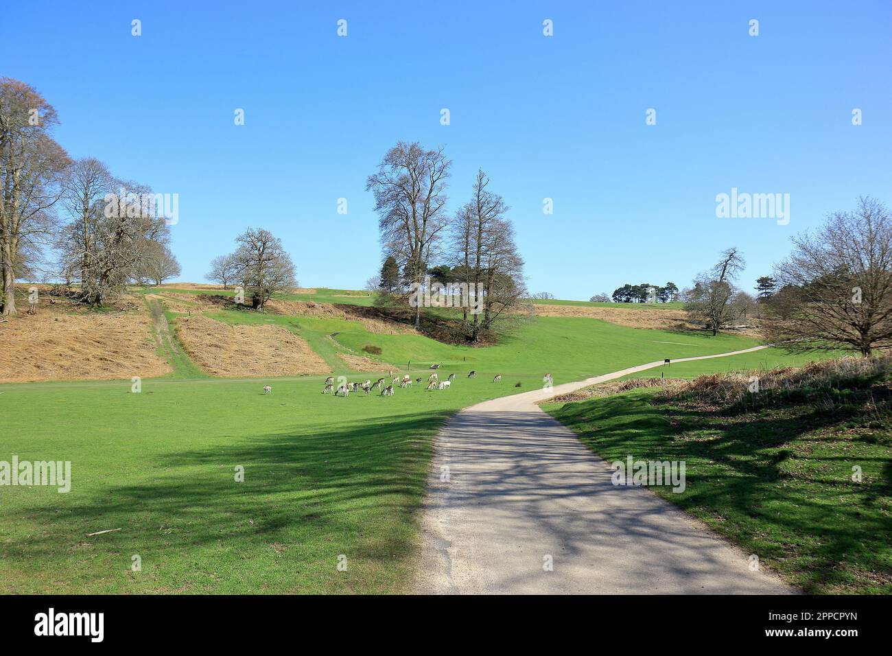 A beautiful colourful woodland landscape in the Kent countryside Stock ...