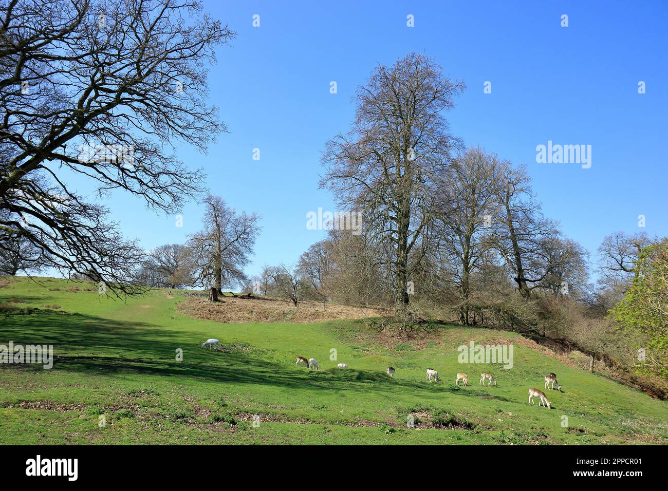 Fields and trees in a colourful woodland landscape Stock Photo - Alamy