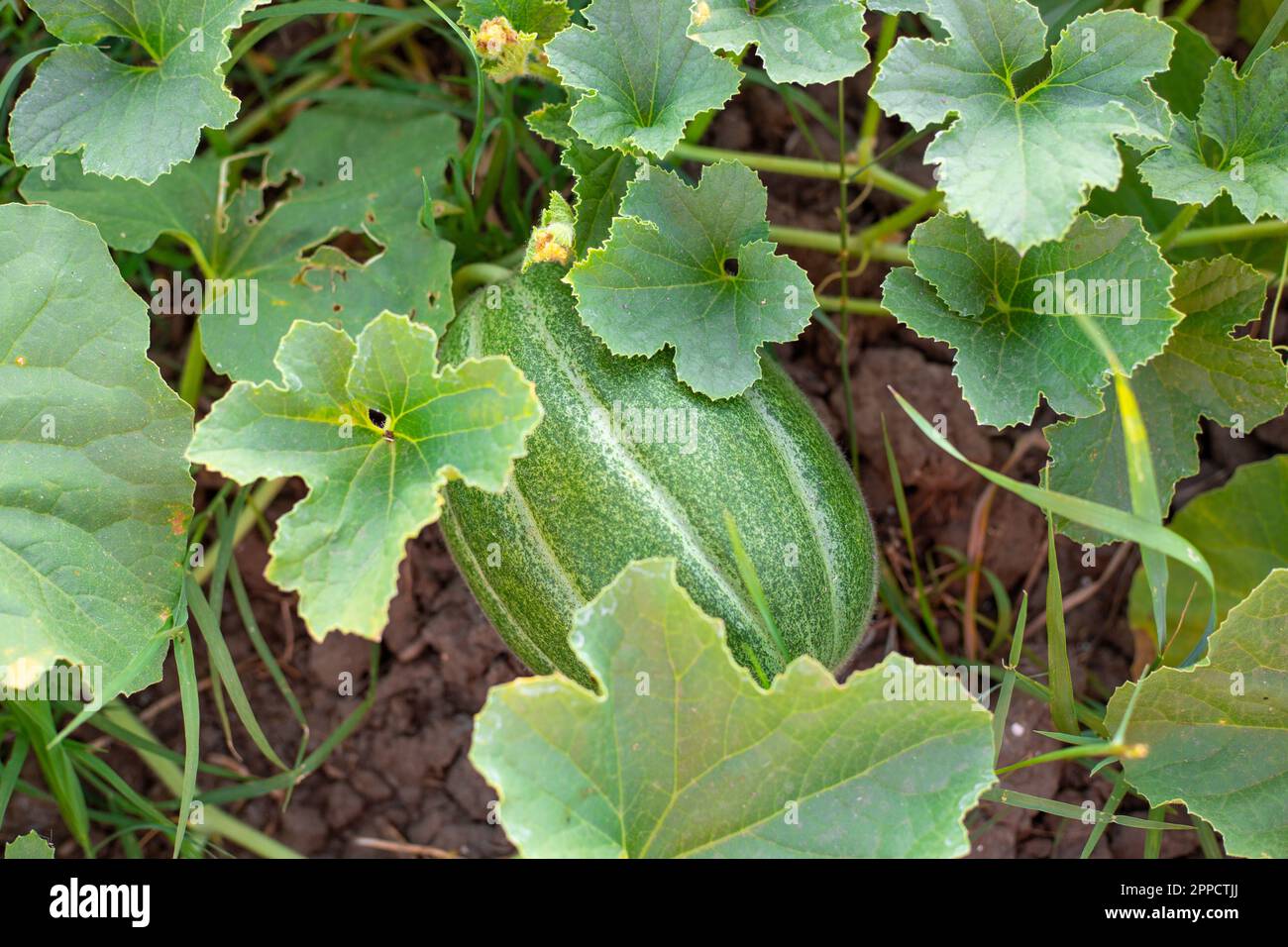 Growing green melon on a bush. Cultivation of gourds Stock Photo - Alamy