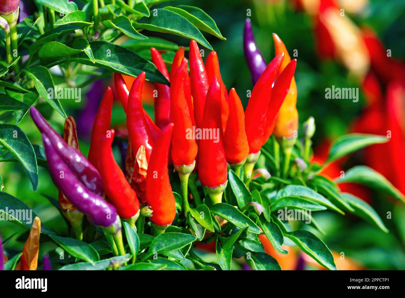 Ornamental peppers plant hi-res stock photography and images - Alamy