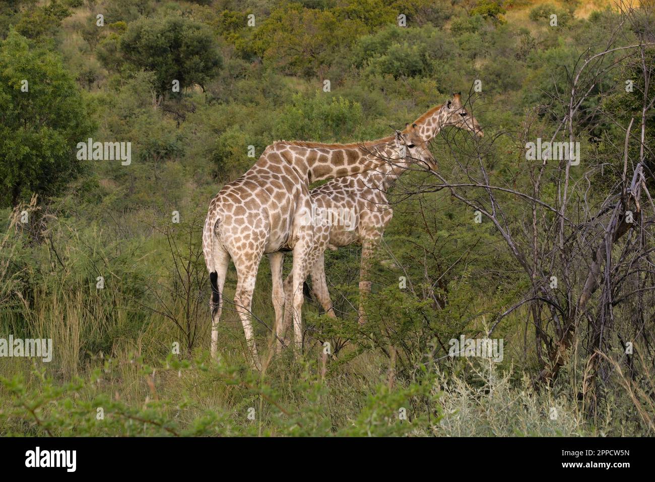 The giraffe is the tallest land-dwelling and largest ruminant mammal of ...