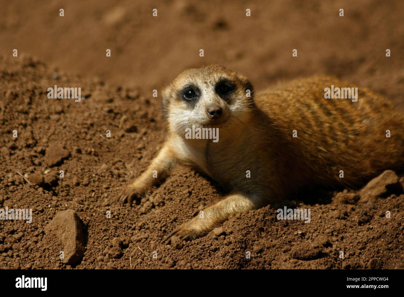 The meerkat is a colonial carnivorous mammal, 24 to 30 cm long, native ...