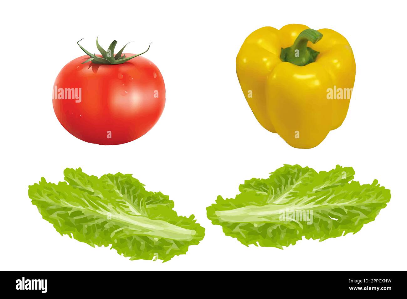 vector realism tracing tomato pepper and lettuce Stock Vector Image ...