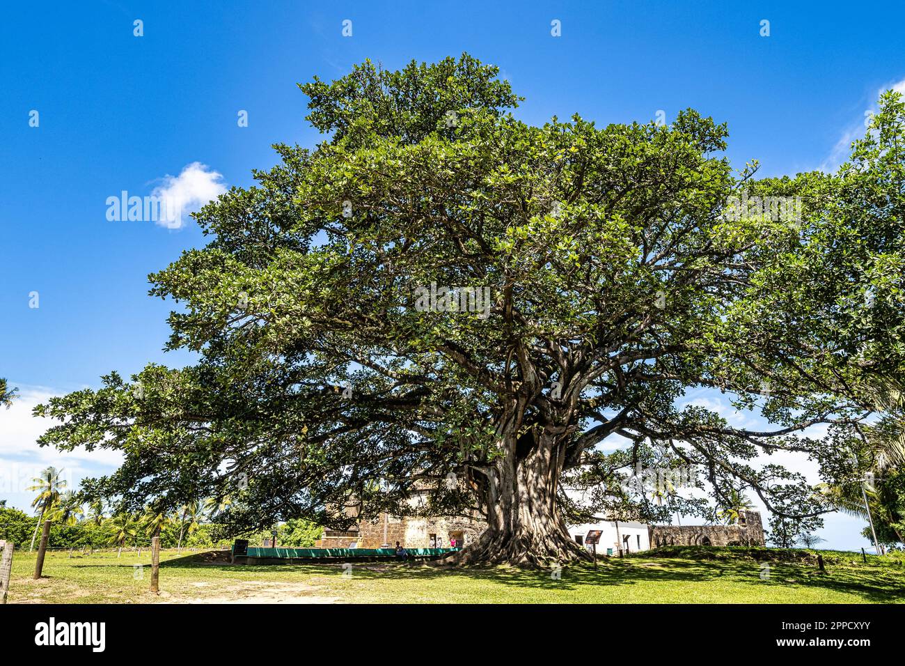 Big Ficus tree in front of the Garcia D'Avila castle, in the Praia do ...