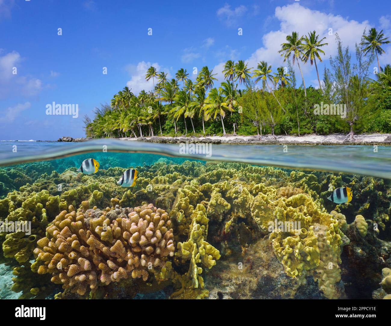 Tropical coastline with a coral reef underwater, split level view over ...