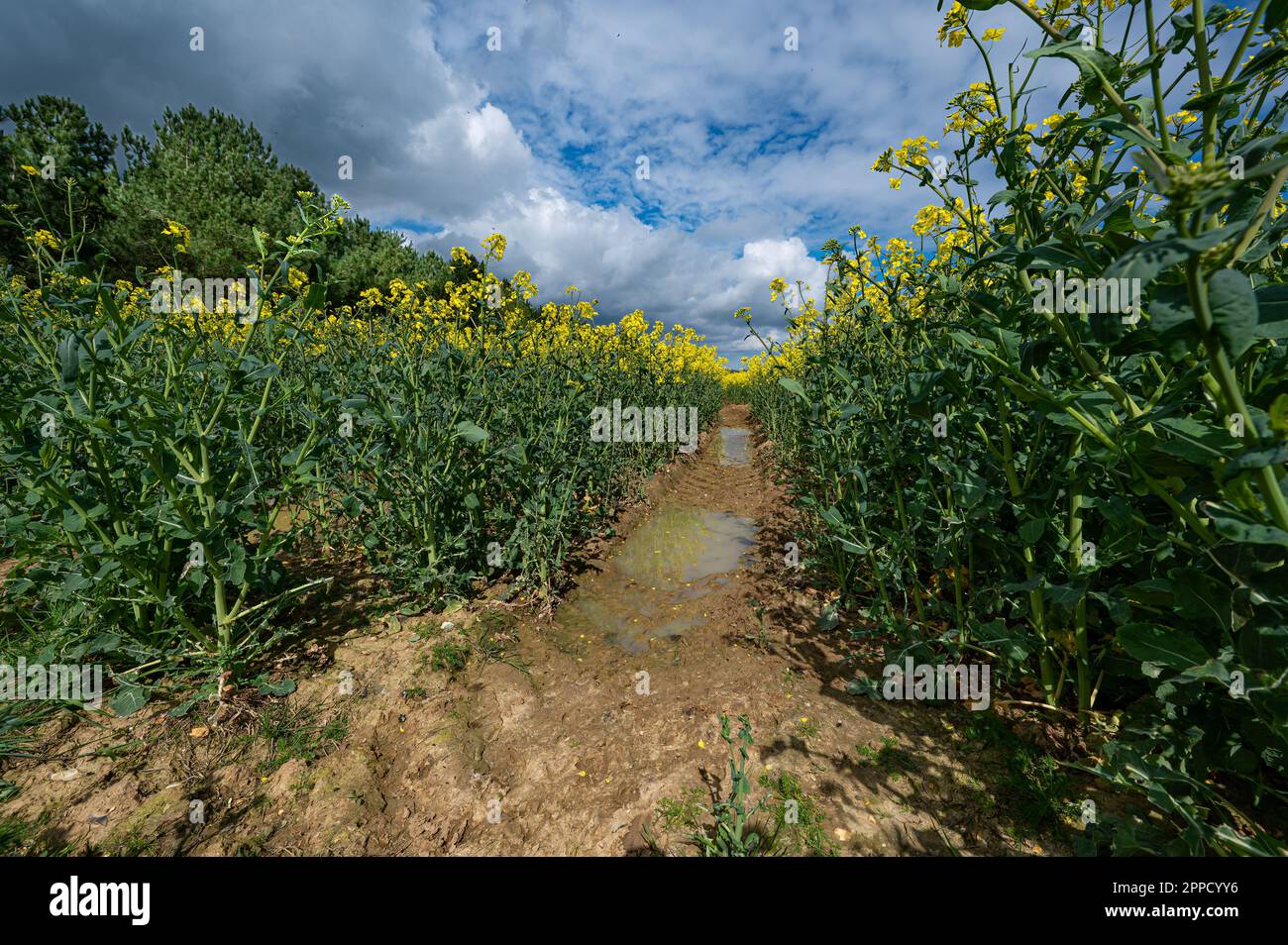 Oil seed Rape crop showing tractor tramlines with standing water on a ...