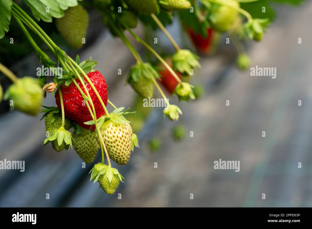 Rows of ripe, red strawberries on a bountiful farm. The air is thick ...