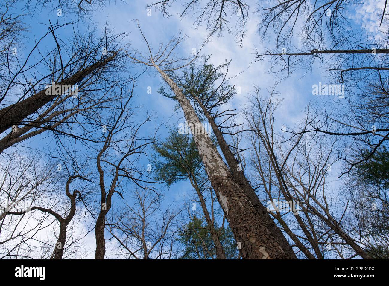 Early Spring landscapes and nature in the Great Smoky Mountain National ...