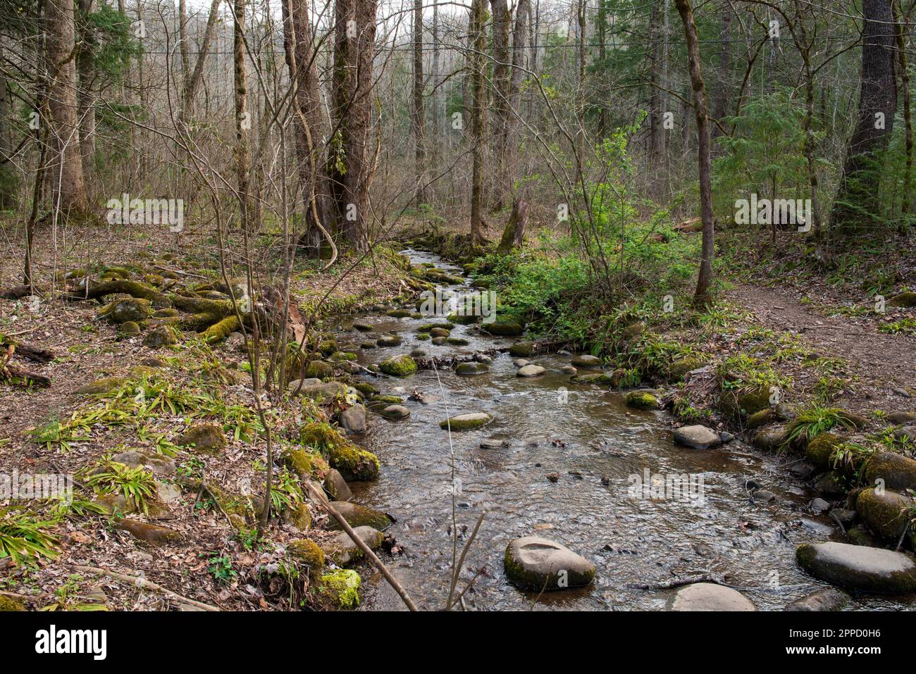Early Spring landscapes and nature in the Great Smoky Mountain National ...