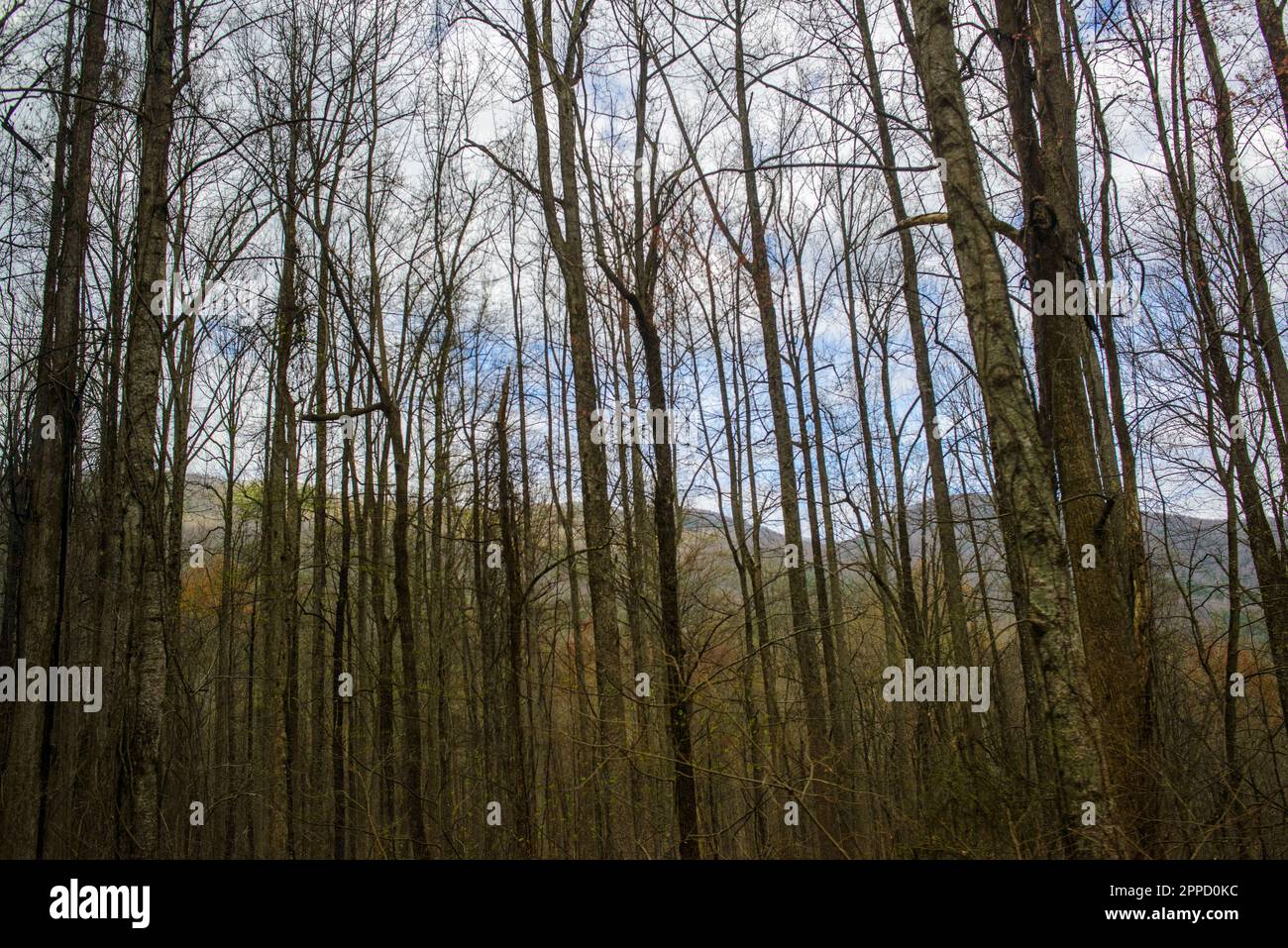 Early Spring landscapes and nature in the Great Smoky Mountain National ...