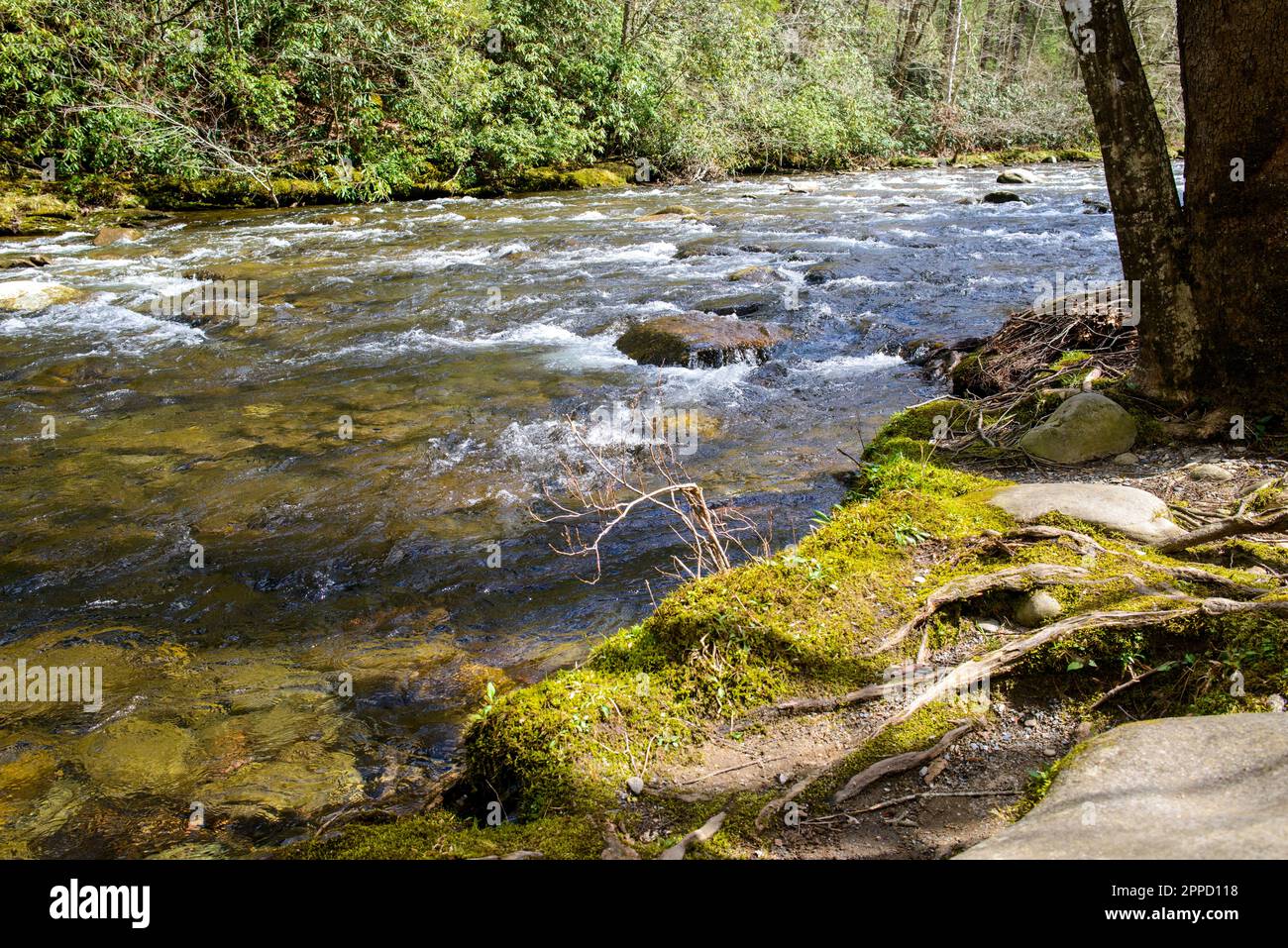 Early Spring landscapes and nature in the Great Smoky Mountain National ...