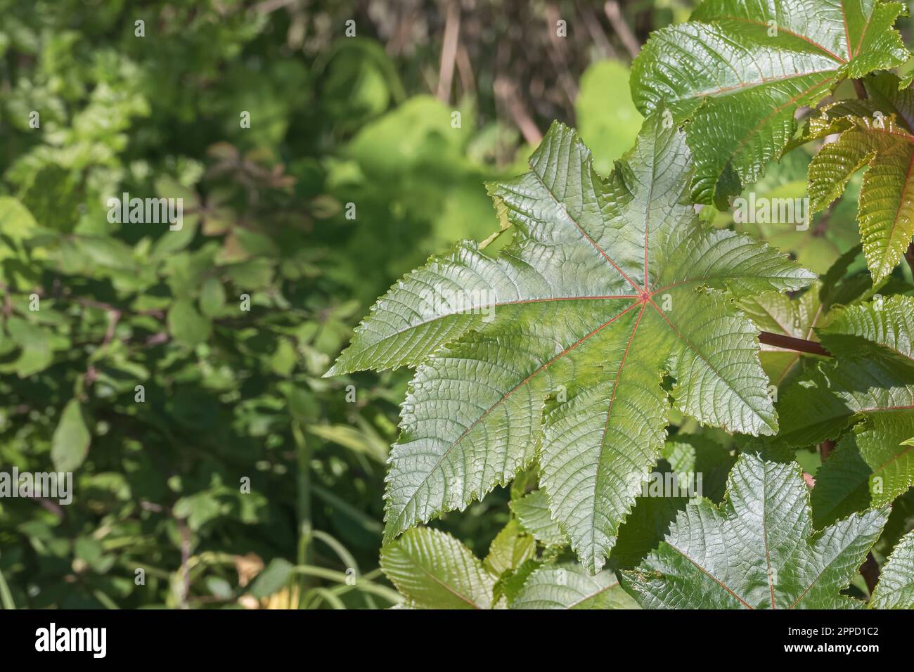 castor bean plant leaf closeup view with daylight outdoors ricinus ...