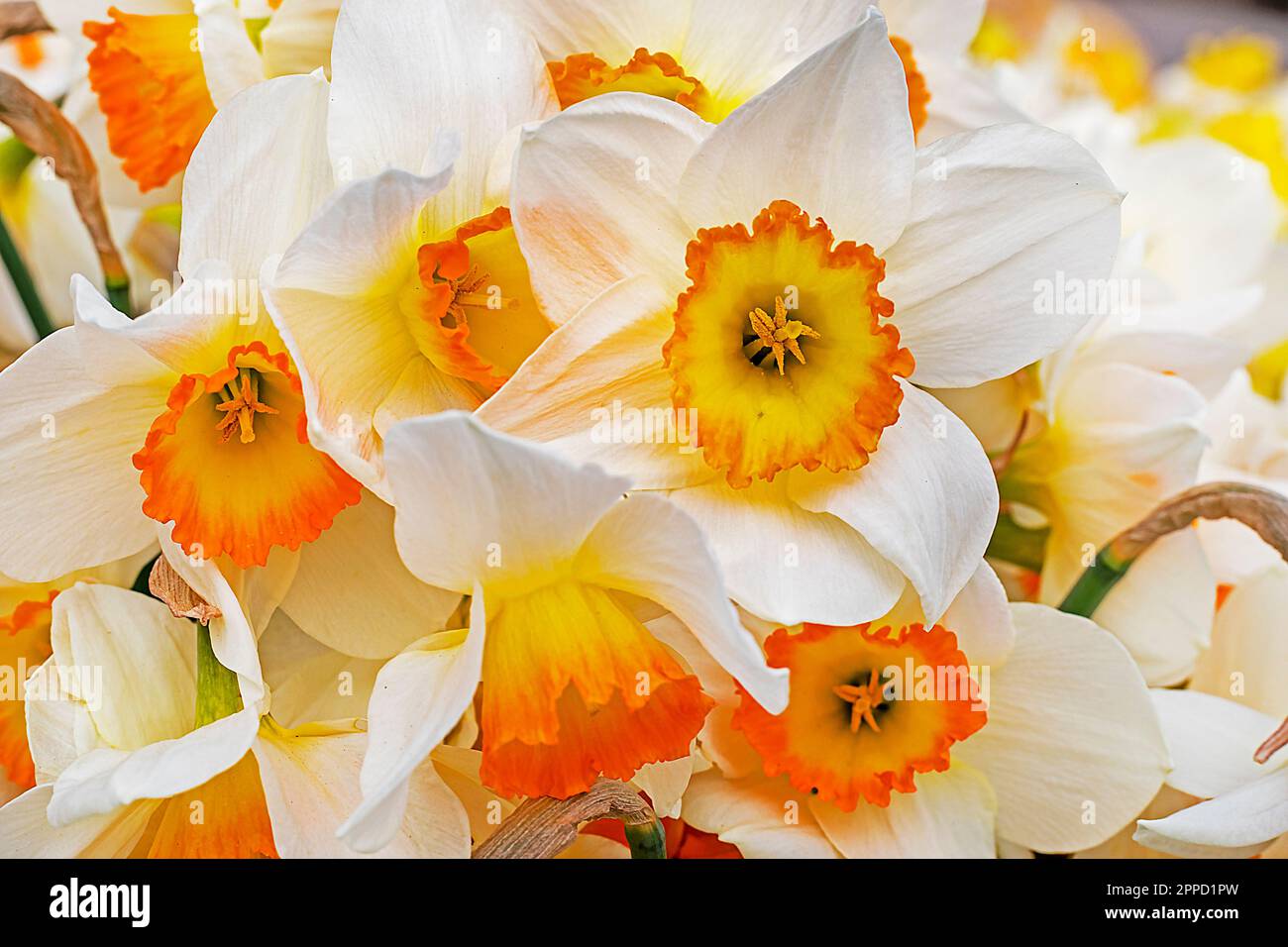 background from beautiful white daffodils with yellow center Stock ...
