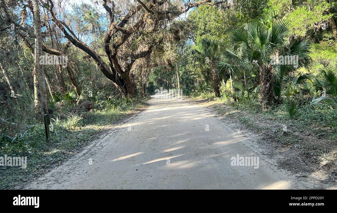 The drive through the forrest in Timucuan Ecological National Park in ...