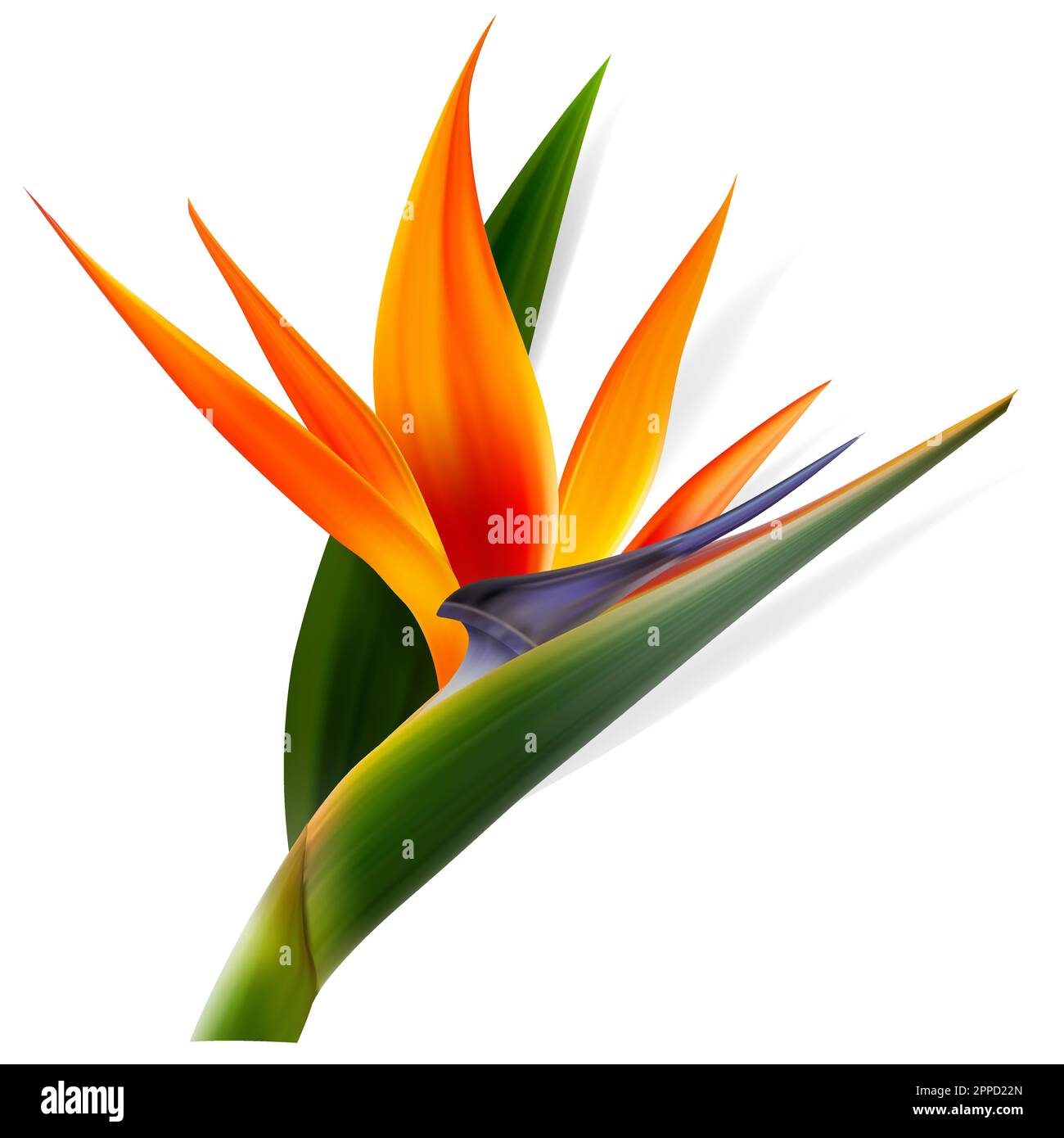 Strelitzia reginae flower, bird-of-paradise, crane flower. Isolated ...