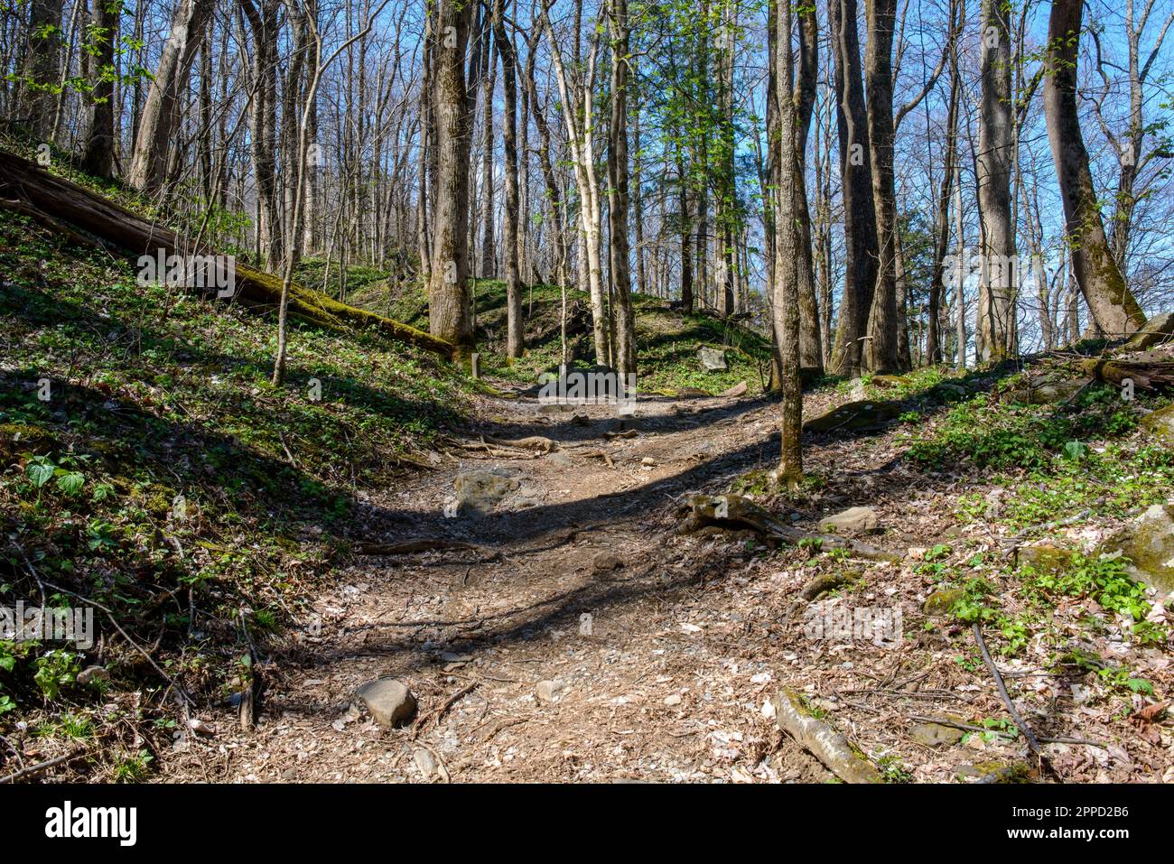 Early Spring landscapes and nature in the Great Smoky Mountain National ...