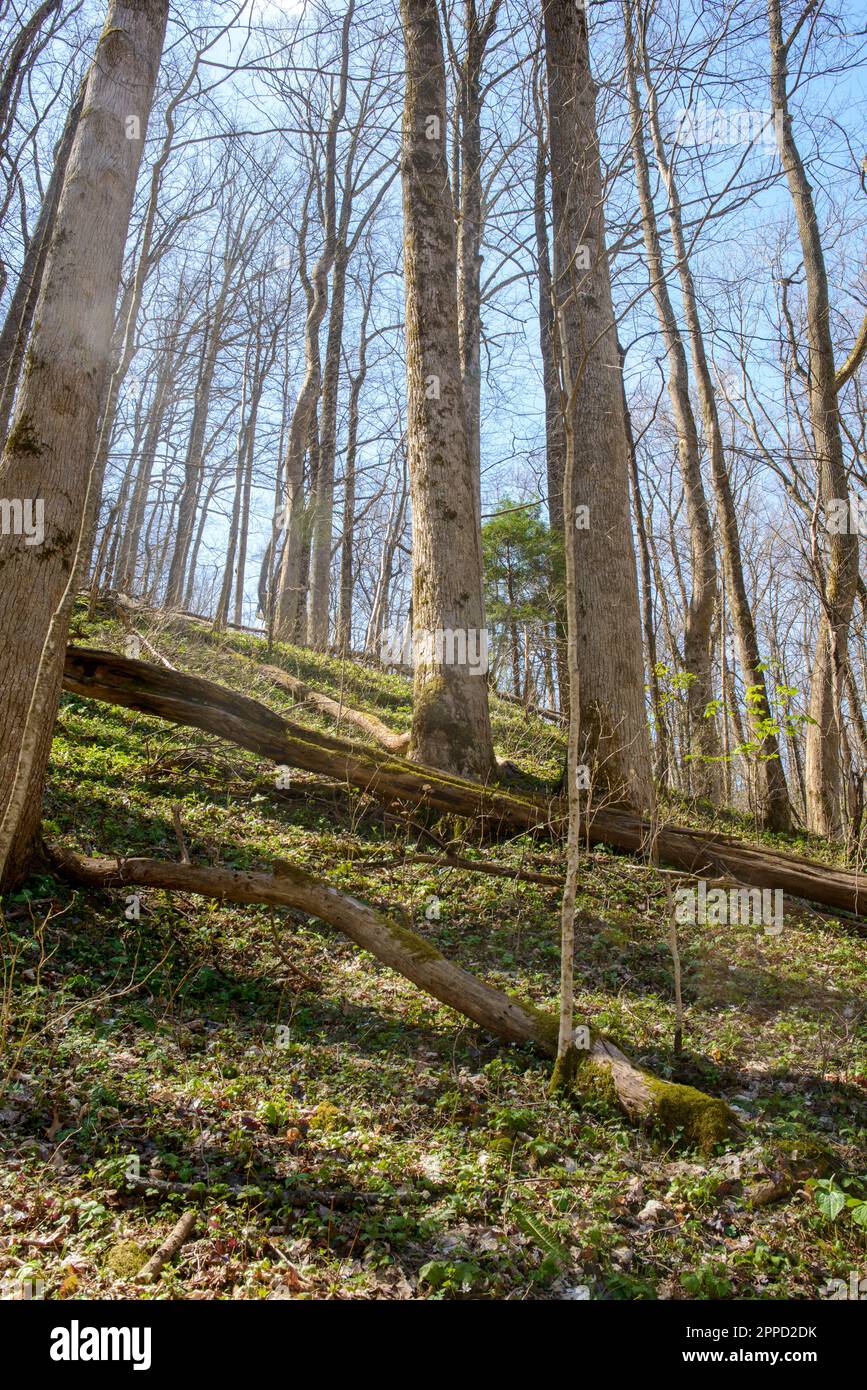 Early Spring landscapes and nature in the Great Smoky Mountain National ...