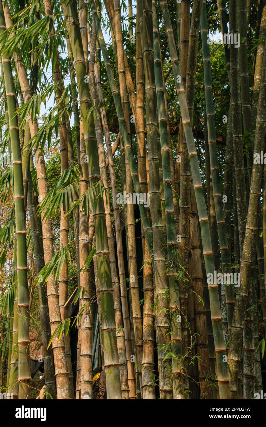 Bamboo trunks hi-res stock photography and images - Alamy