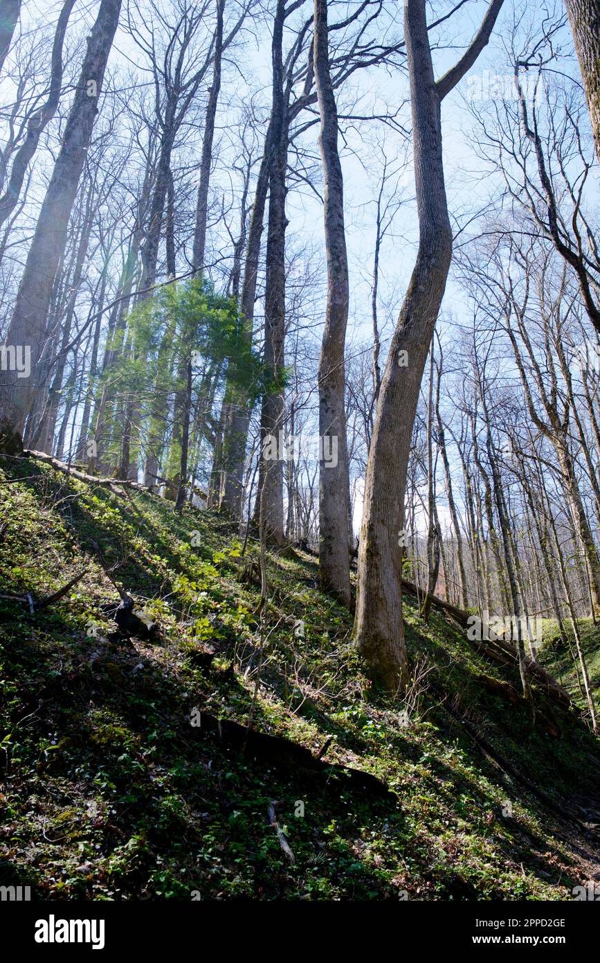 Early Spring landscapes and nature in the Great Smoky Mountain National ...