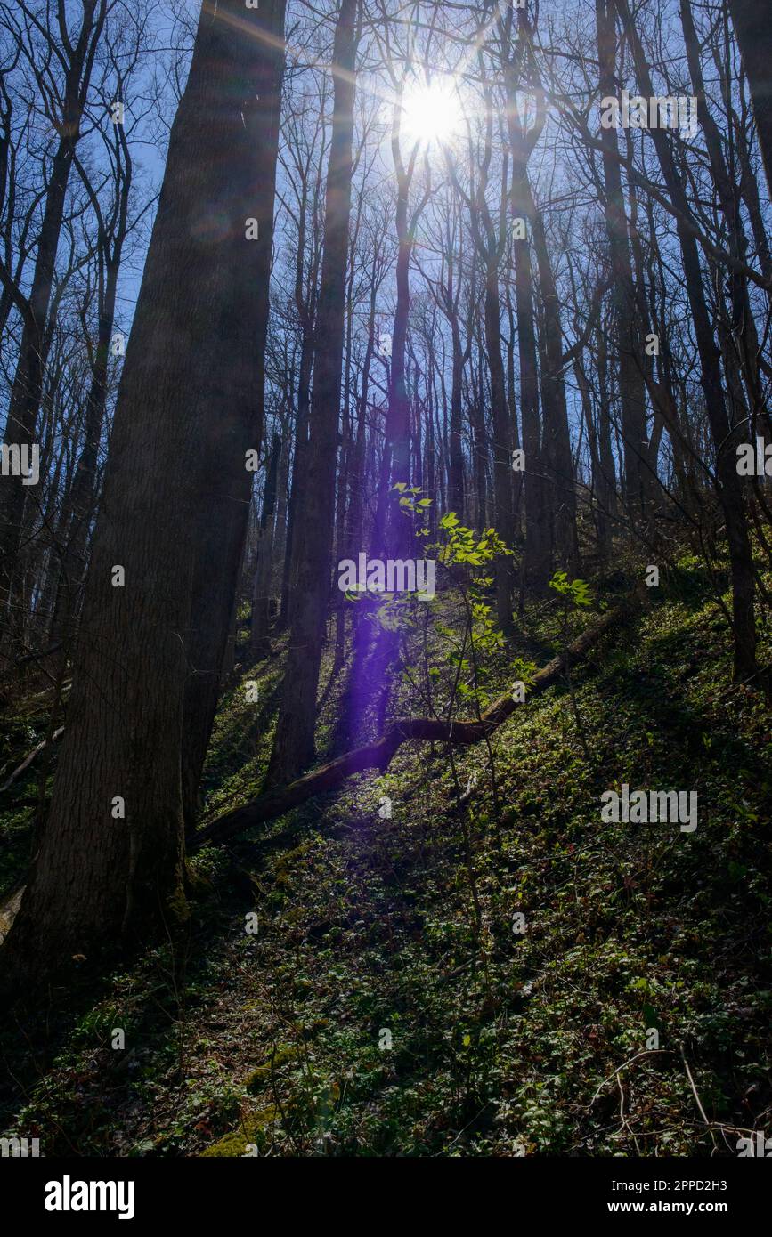 Early Spring landscapes and nature in the Great Smoky Mountain National ...