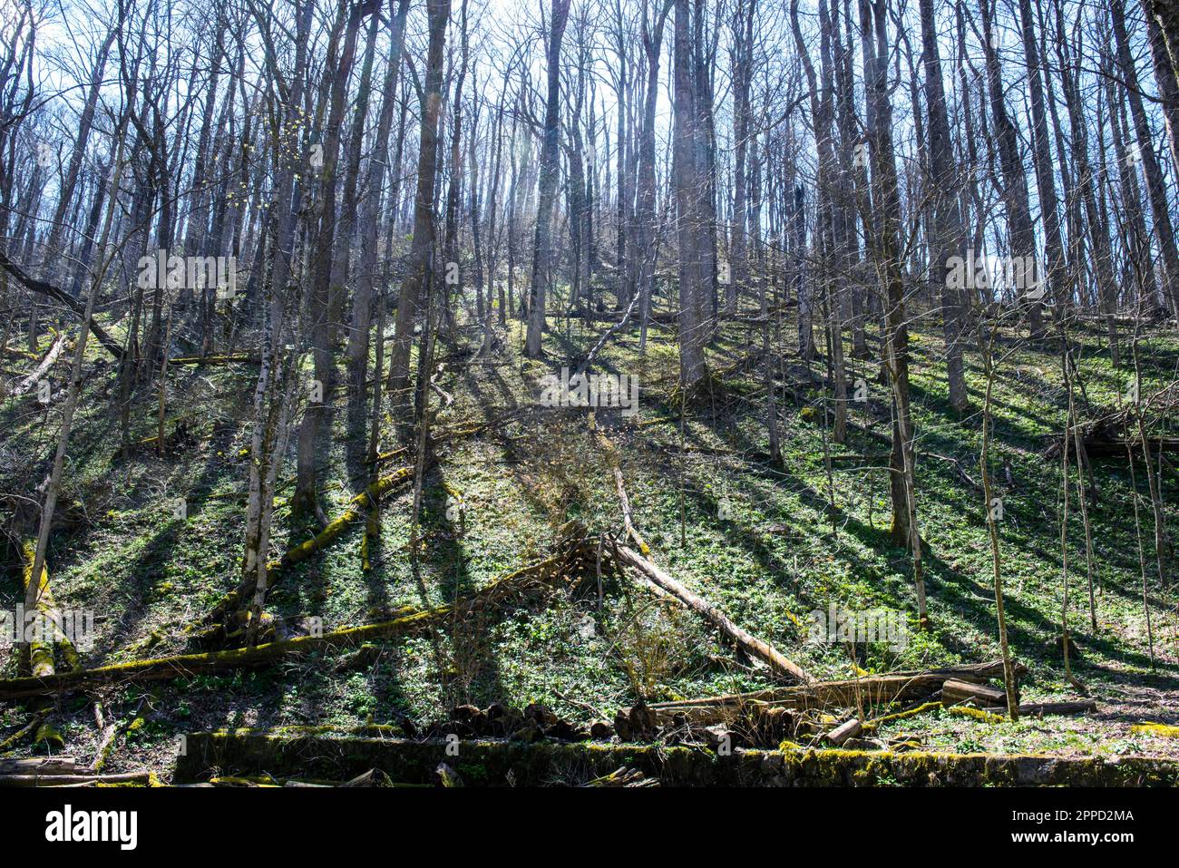 Early Spring landscapes and nature in the Great Smoky Mountain National ...