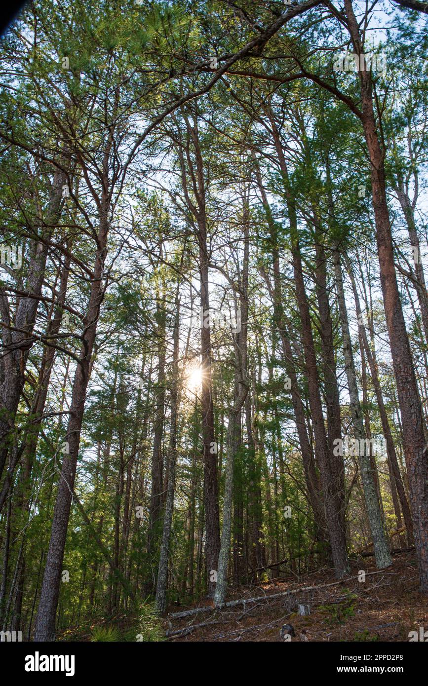 Early Spring landscapes and nature in the Great Smoky Mountain National ...