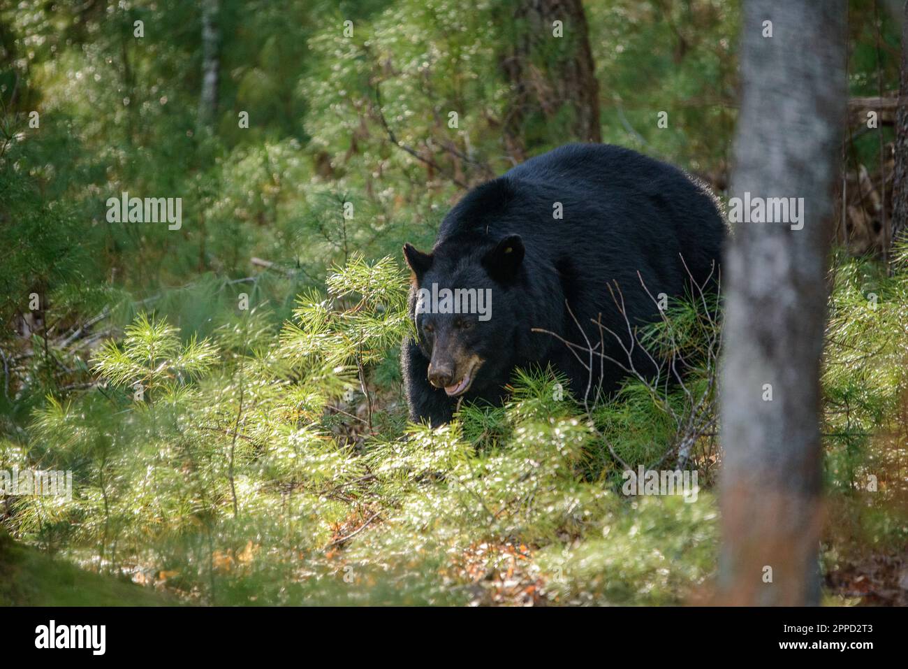 Big Black Bear in early Spring in the Great Smoky Mountain National ...