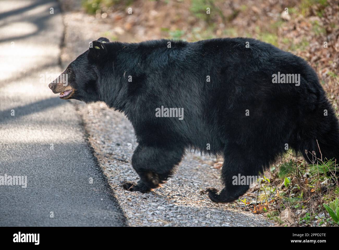 Big Black Bear in early Spring in the Great Smoky Mountain National ...