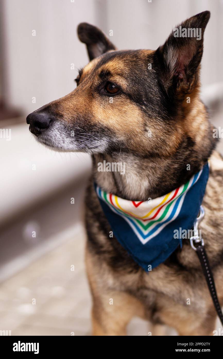 A dog with a colored bandana around his neck. The dog is waiting for ...