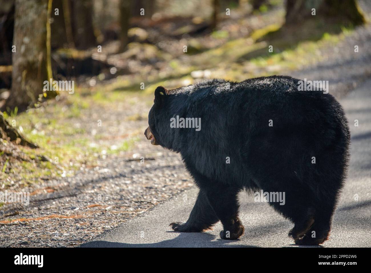 Smokey mountain black bear hi-res stock photography and images - Alamy
