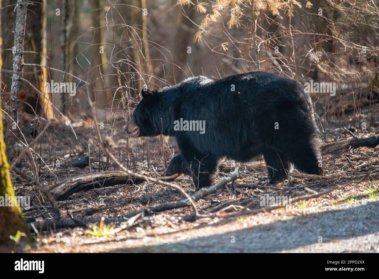 Smoky Mountains Bear Fighting Wolves