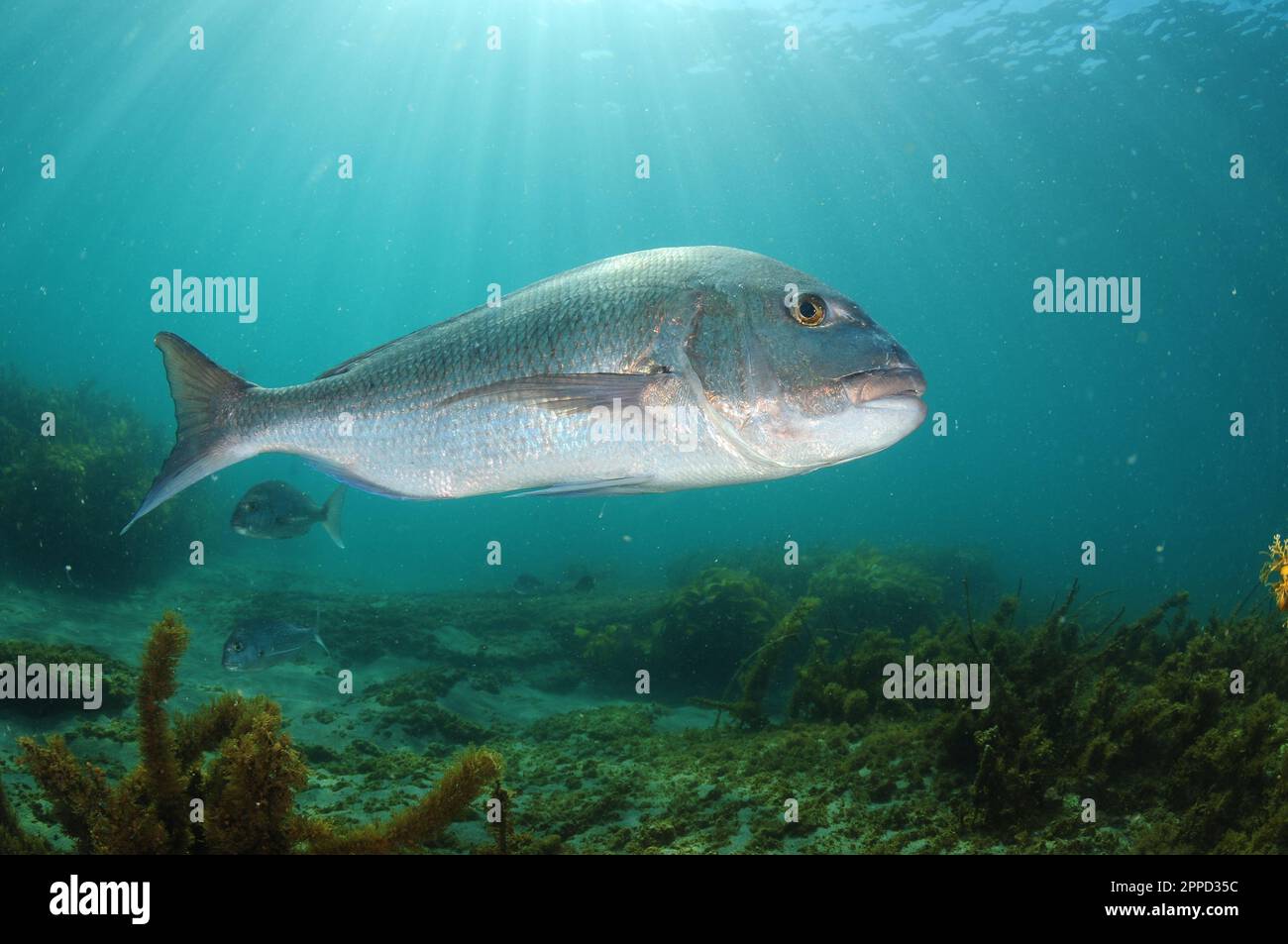 Large Australasian snapper Pagrus auratus passing by in front of camera ...