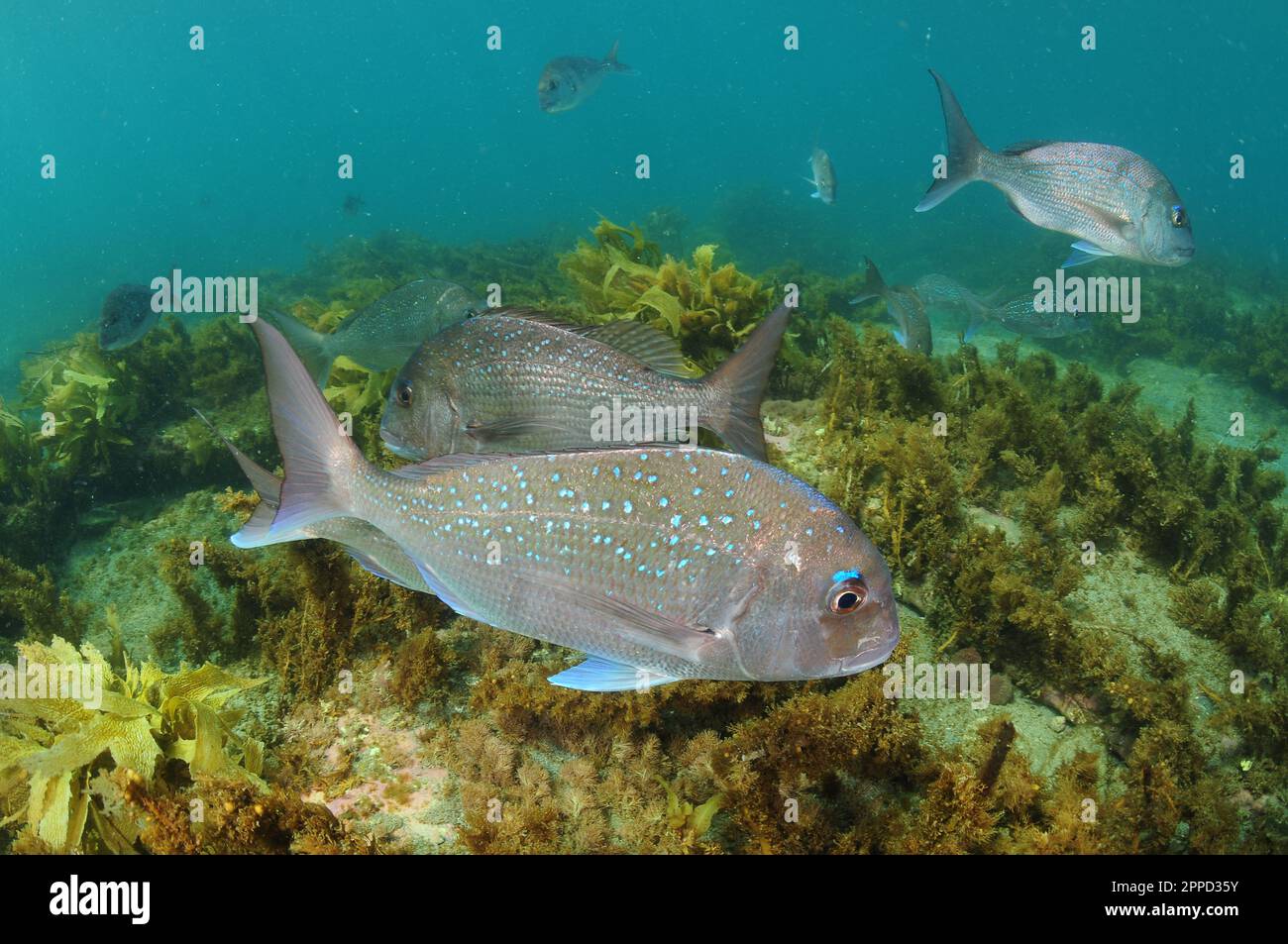Australasian snappers Pagrus auratus swimming above flat seabed covered ...