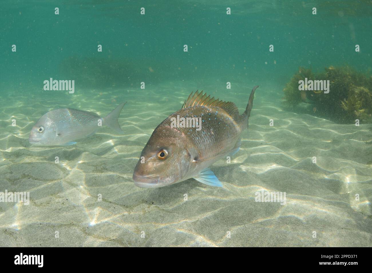 Australasian snapper Pagrus auratus with erected dorsal fin spines above white sandy sea floor ...
