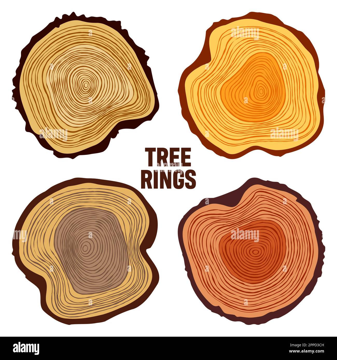 Round colorful tree trunk cuts, sawn pine or oak slices, lumber. Saw ...