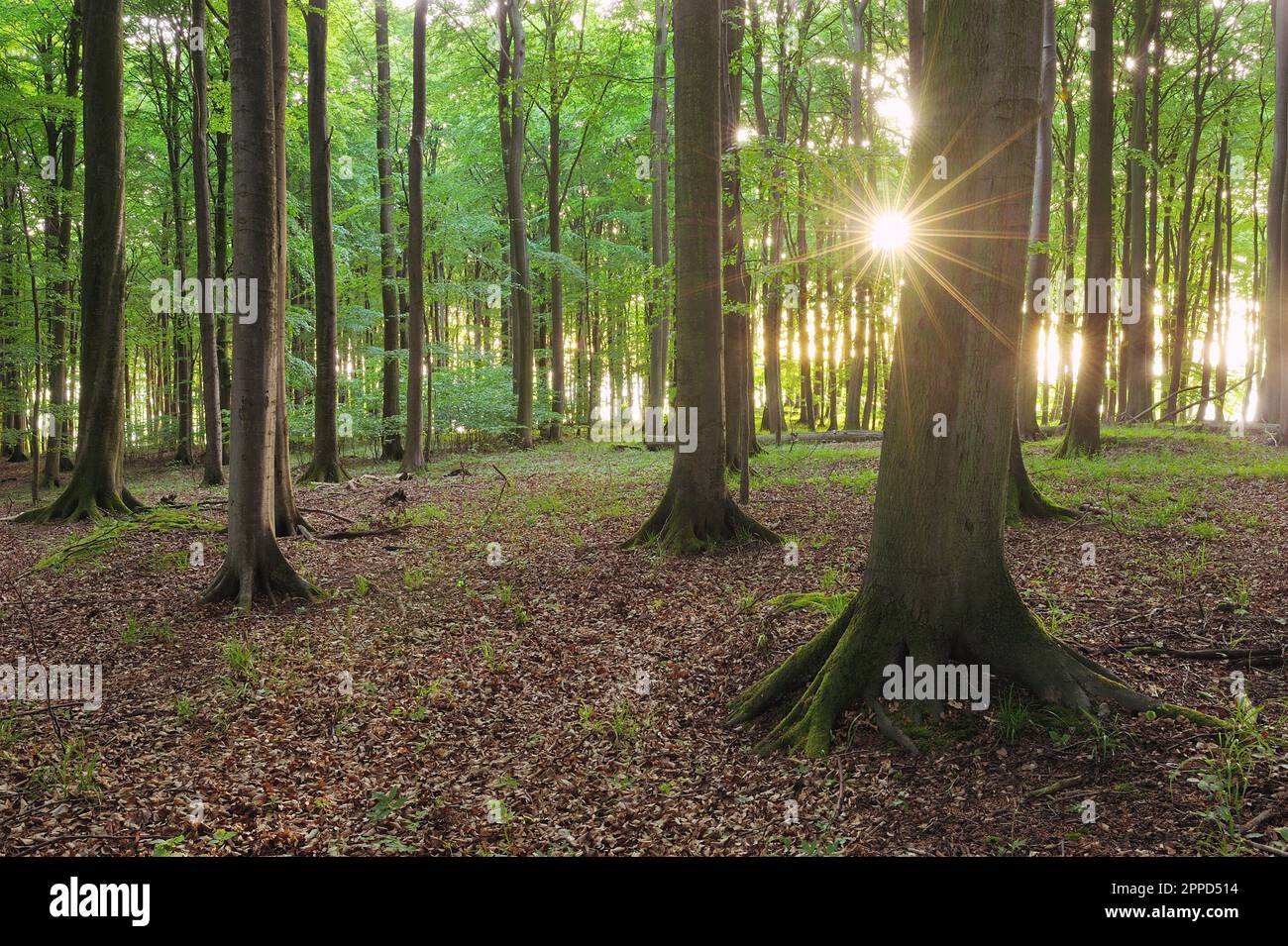 Rising sun shining branches forest beech trees hi-res stock photography ...