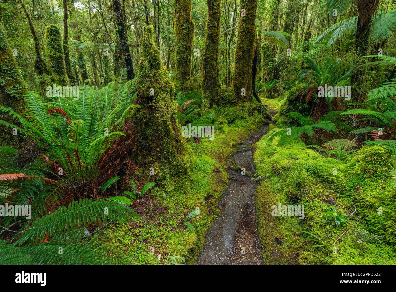 New Zealand, South Island, Narrow footpath in lush rainforest in Tutoko ...