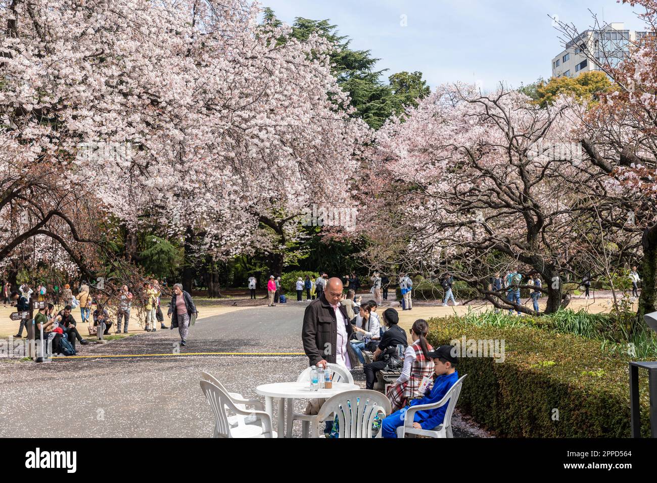 Shinjuku Park cherry blossom sakura, visitors picnic in the park to view cherry blossom,Tokyo ...
