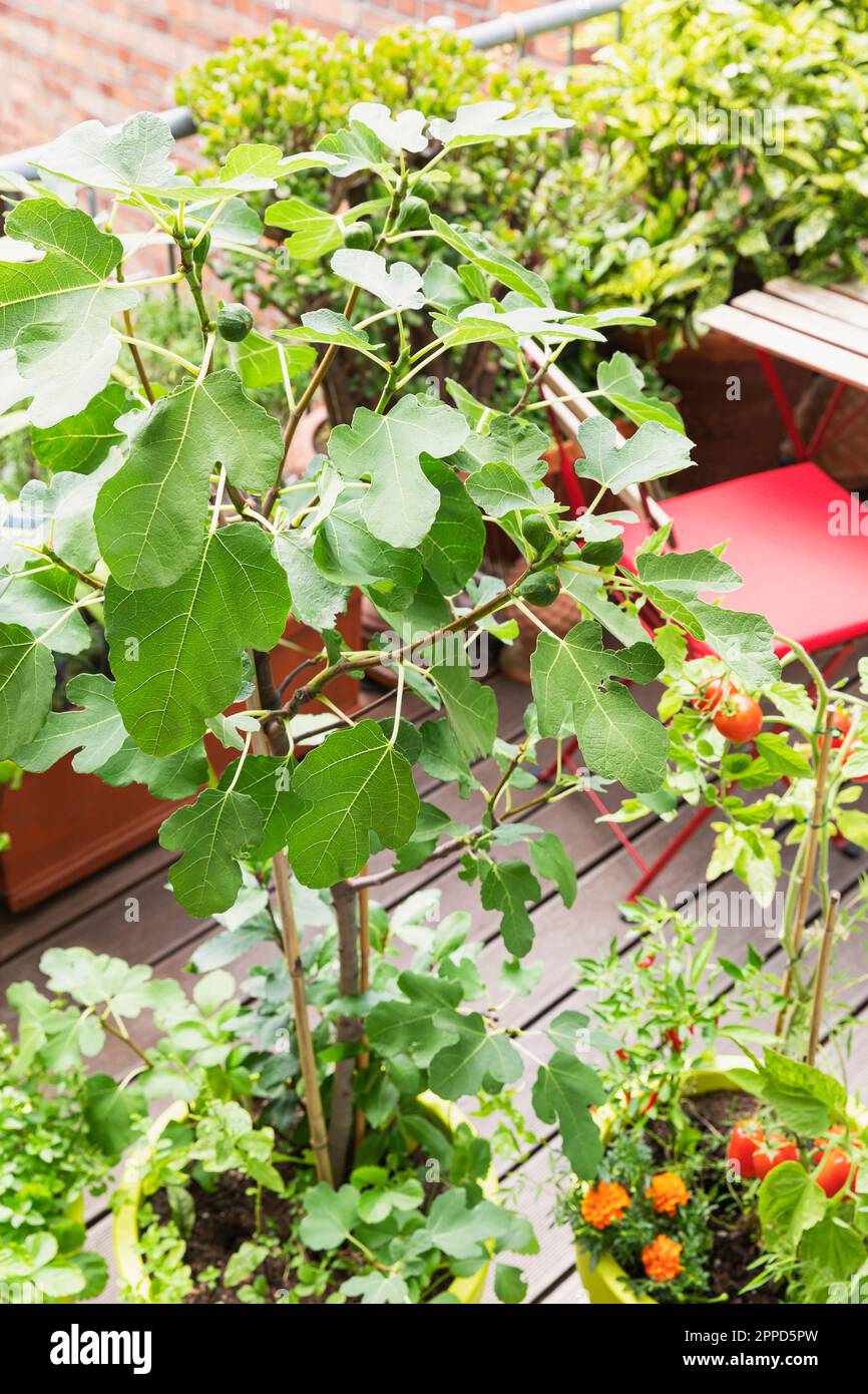 Fig tree cultivated in balcony garden Stock Photo - Alamy