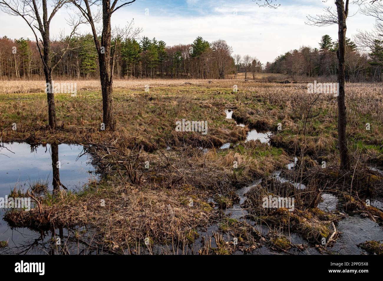 A wetland in early spring Stock Photo - Alamy